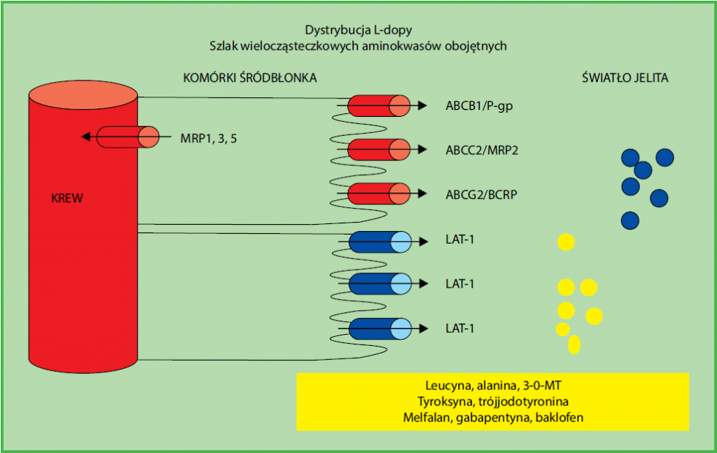 L-DOPA - przewodnik po suplemencie - Testosterone Wiedza