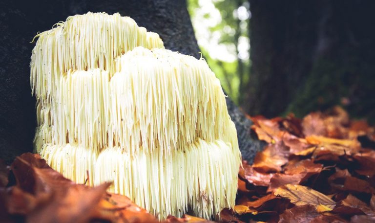 Lion’s Mane (Soplówka jeżowata) - działanie, dawkowanie - Testosterone ...