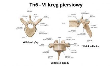 Mobilizacja odcinka piersiowego kręgosłupa - Testosterone Wiedza