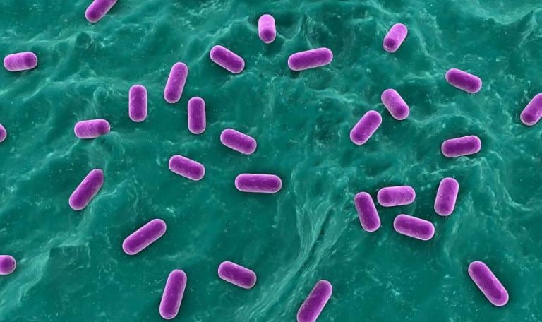 Bacillus Coagulans (Lactospore) - probiotyk glebowy o wielokierunkowym ...